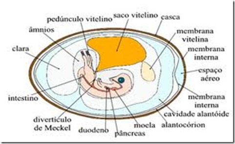 Anexos Embrionarios - Ciencia Explicada